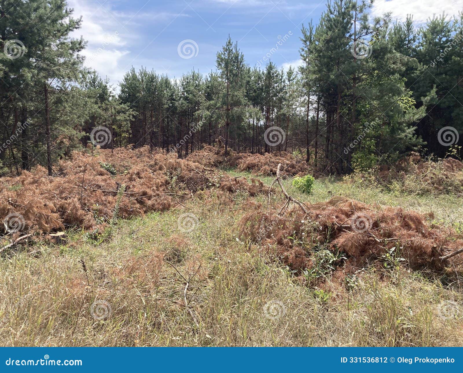 Cutting Down Trees. Deforestation And Harvesting Of Wood For Import. A ...
