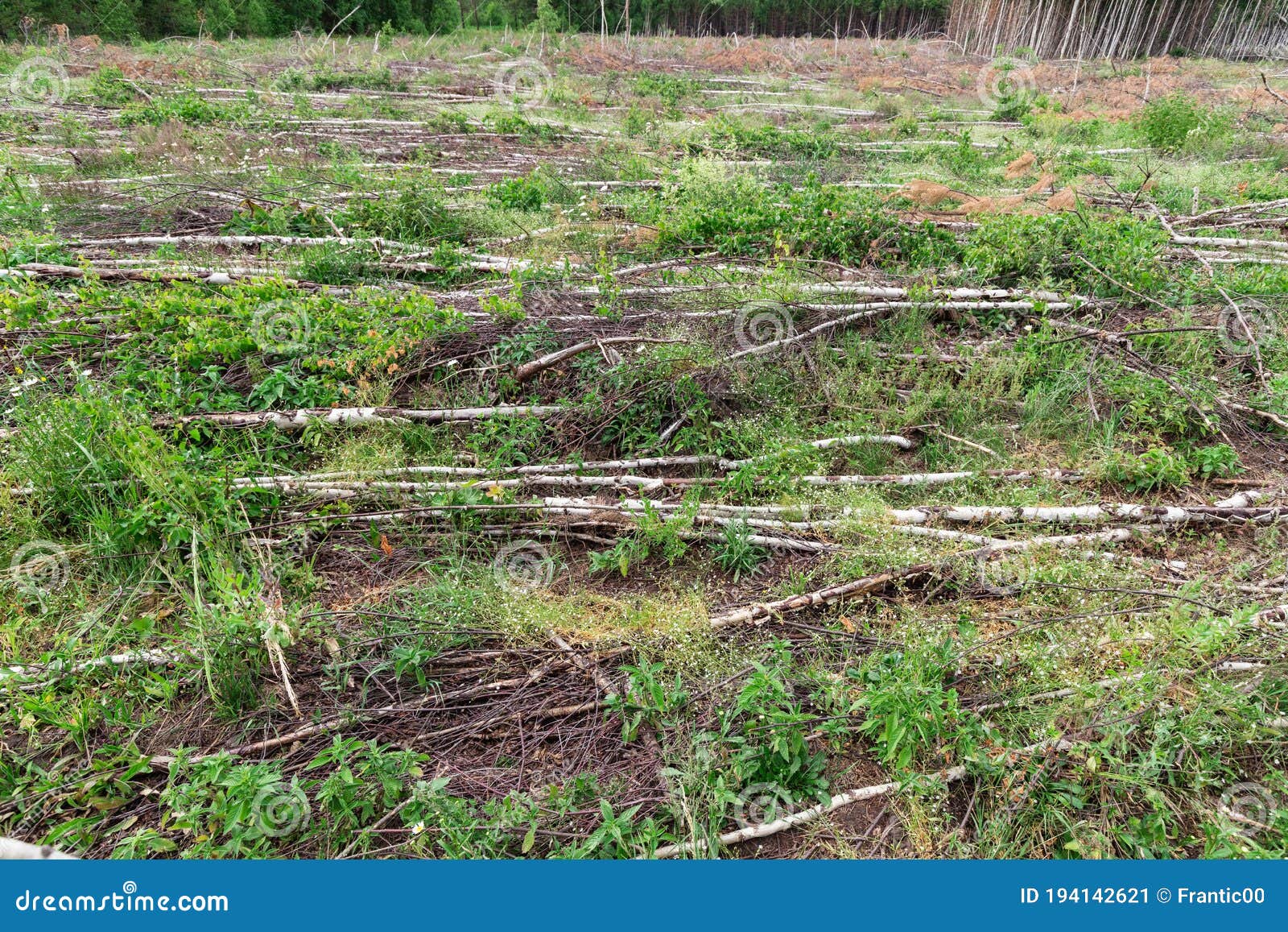 Thinning Trees in a Large Clearing in the Forest. Concept of ...