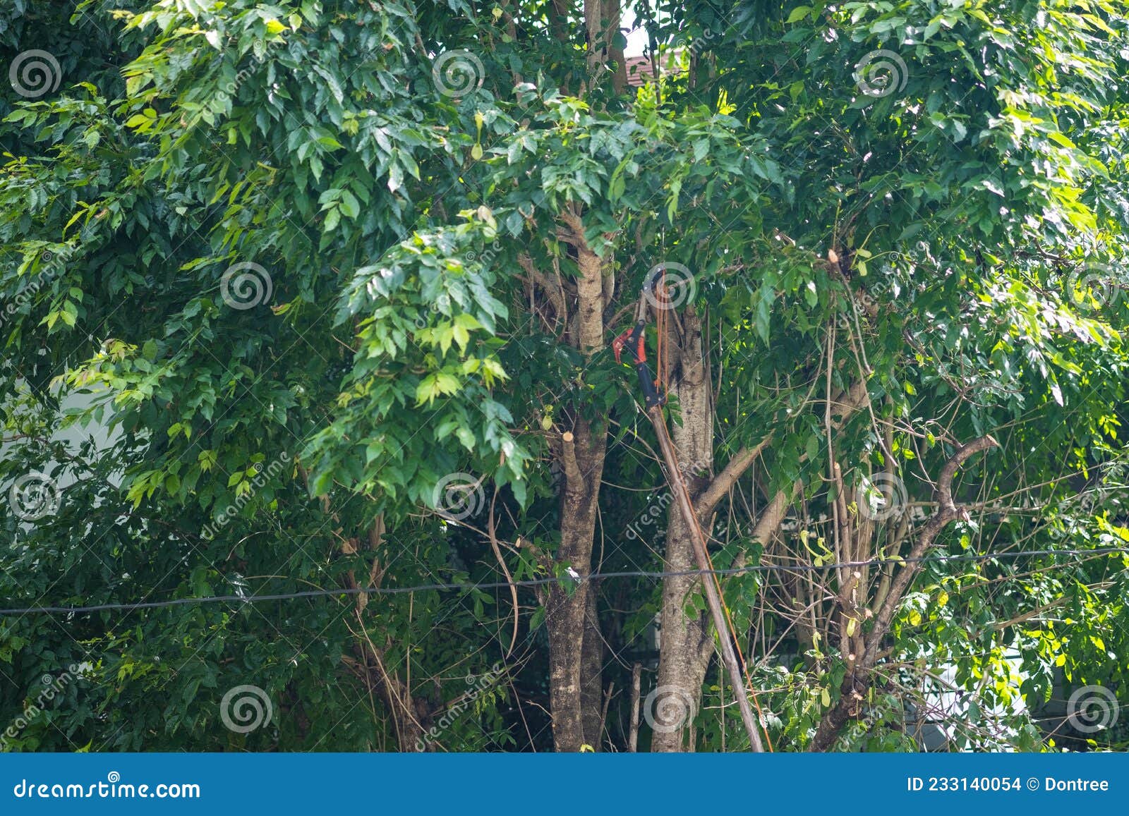 Cutting Down a Tree Piece by Piece Stock Photo - Image of gardening ...