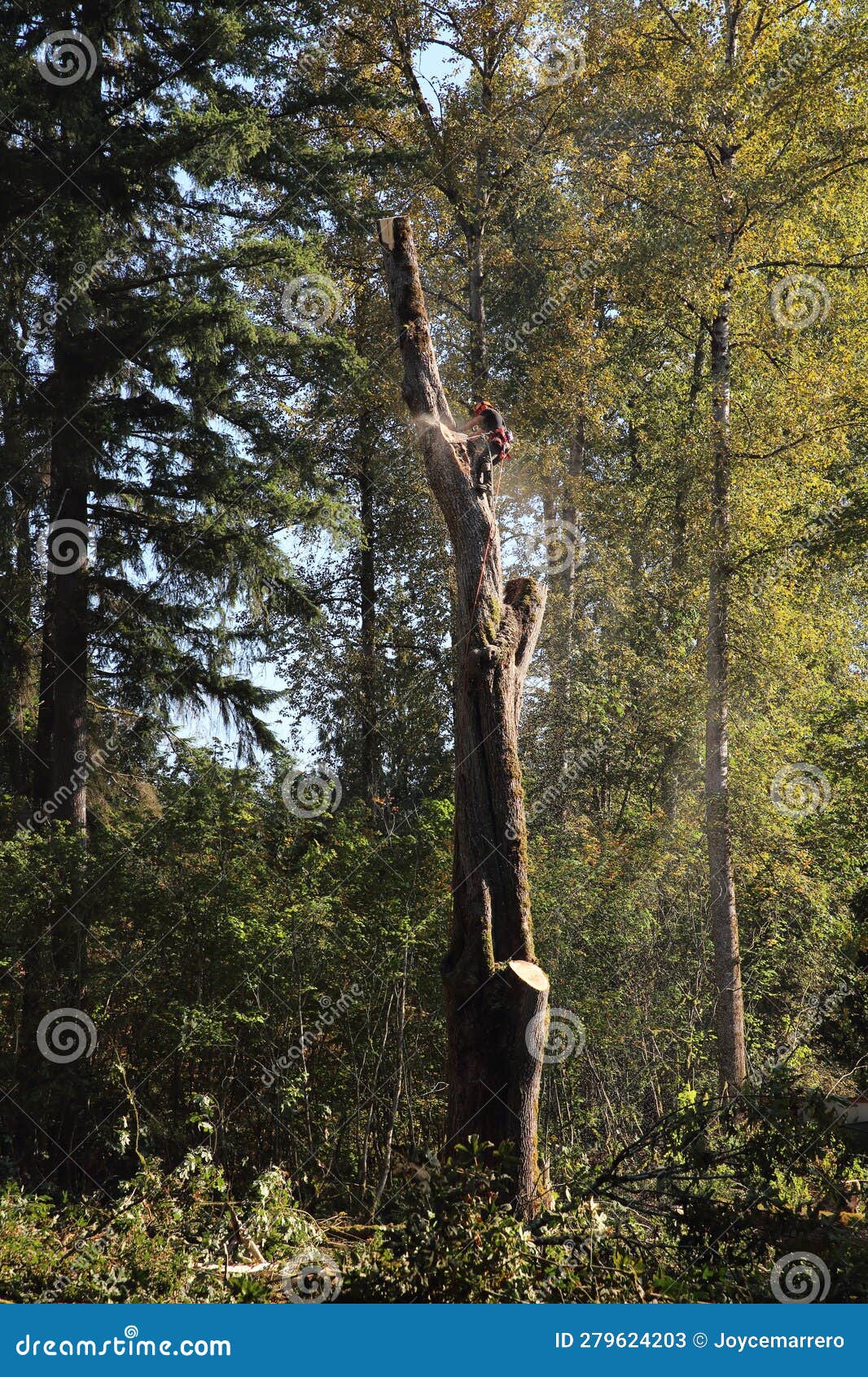 Cutting Down a Tree Trunk stock image. Image of leaf - 279624203