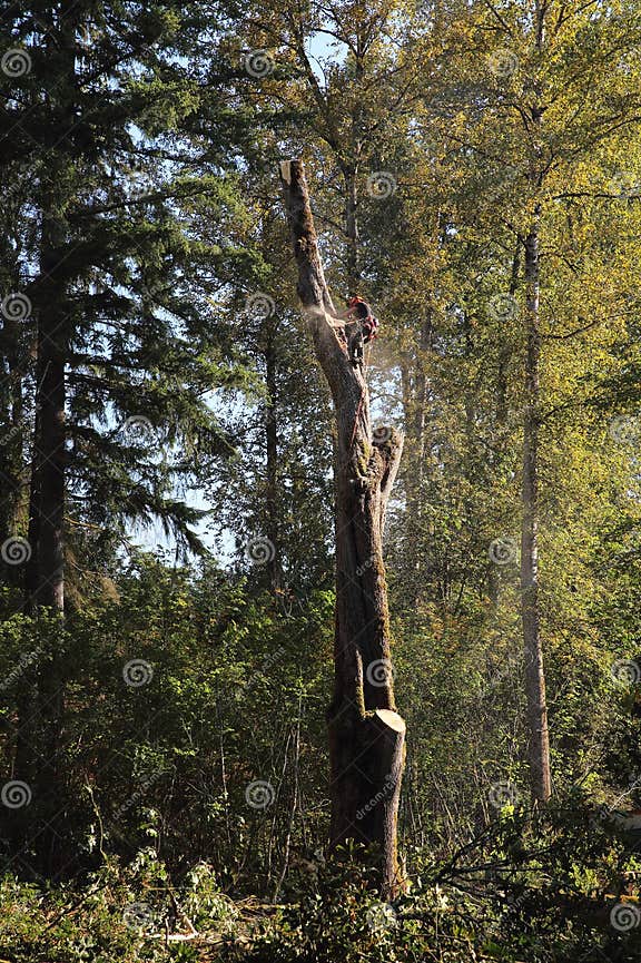 Cutting Down a Tree Trunk stock image. Image of leaf - 279624203