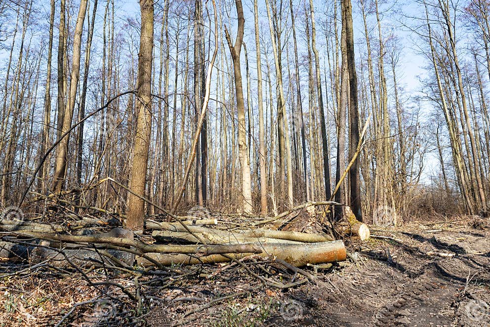 Cutting Down Trees in the Forest, Deforestation, Broken Trees Stock ...