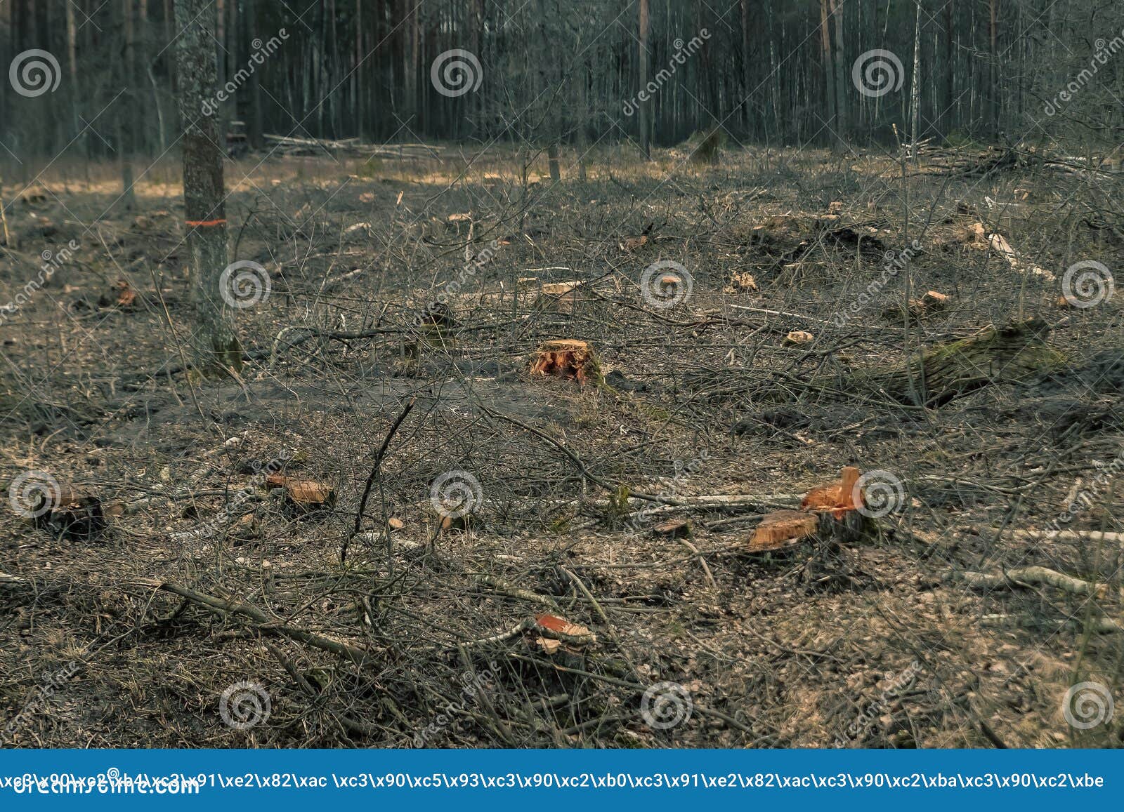 Cutting Down Trees, Forest Destruction. Glade Stumps in the Forest ...