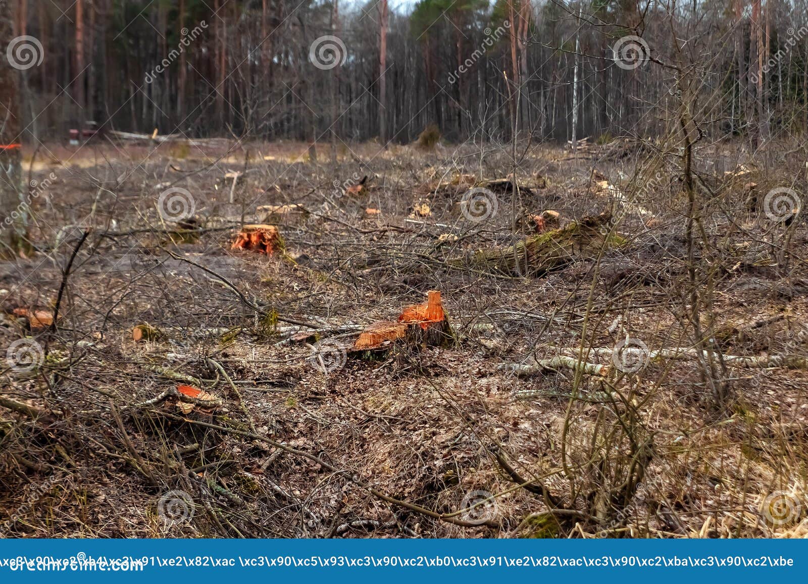Cutting Down Trees, Forest Destruction. Glade Stumps in the Forest ...