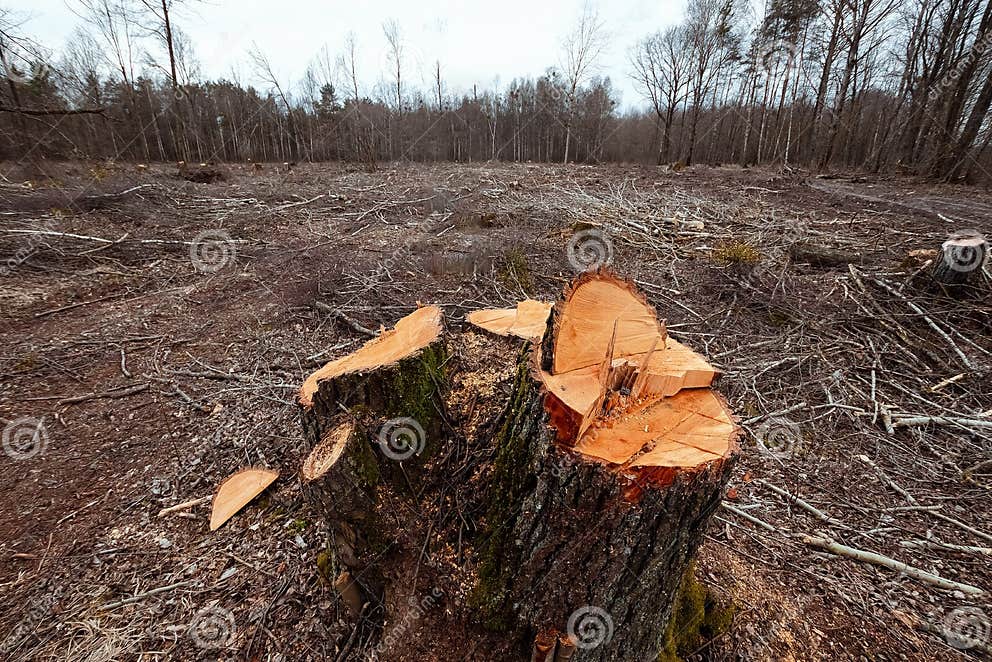 Cutting Down Trees, Forest Destruction. Glade Stumps in the Forest ...