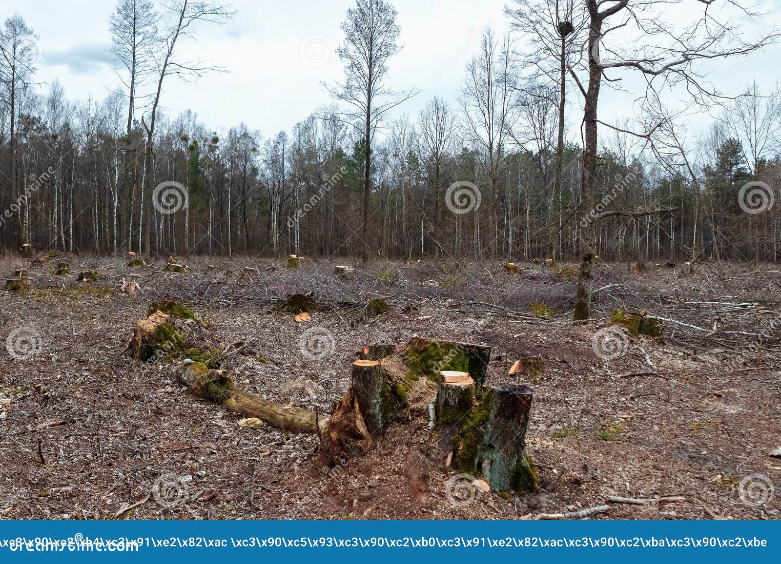 Cutting Down Trees, Forest Destruction. Glade Stumps in the Forest ...