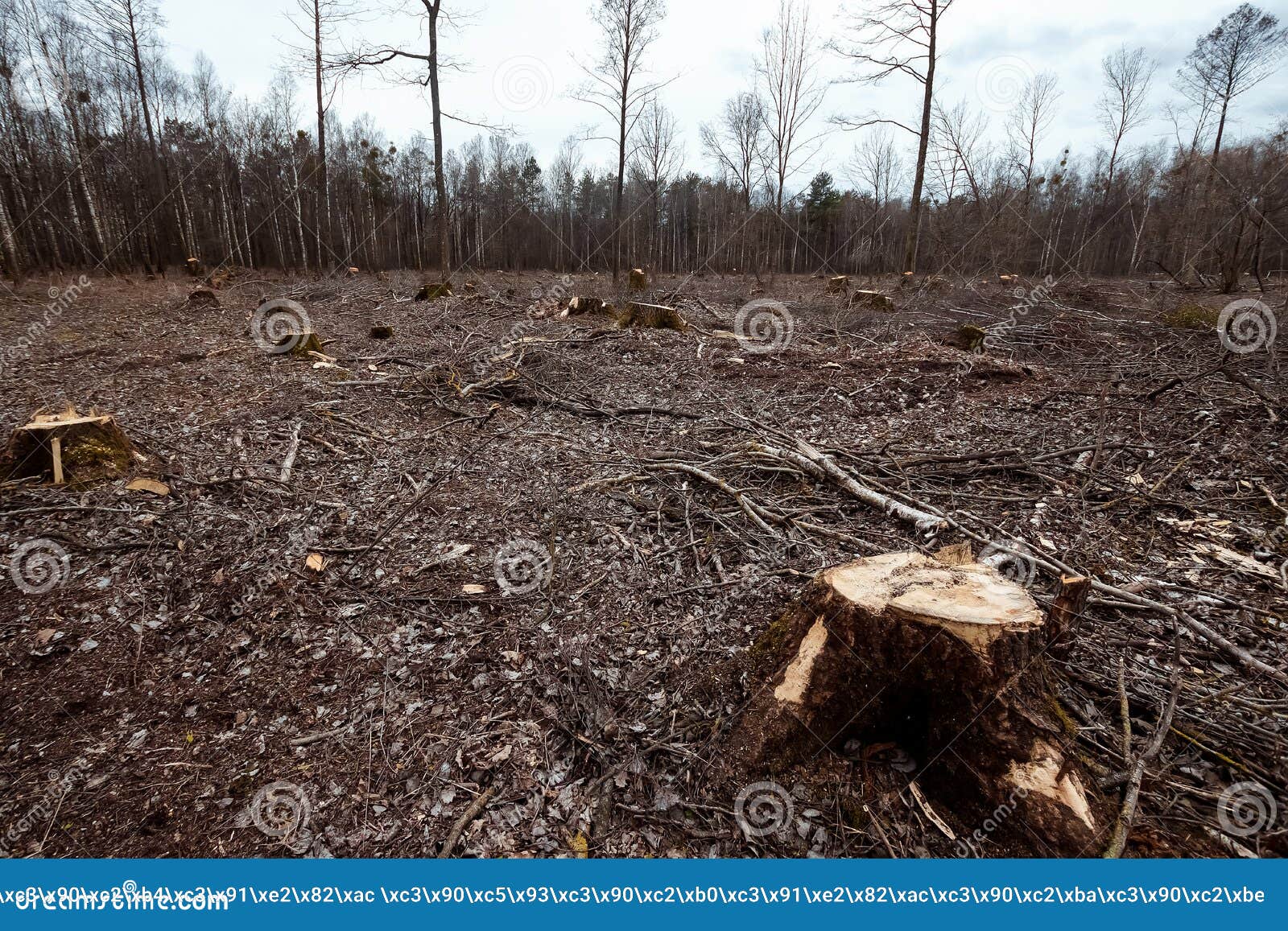 Cutting Down Trees, Forest Destruction. Glade Stumps in the Forest ...