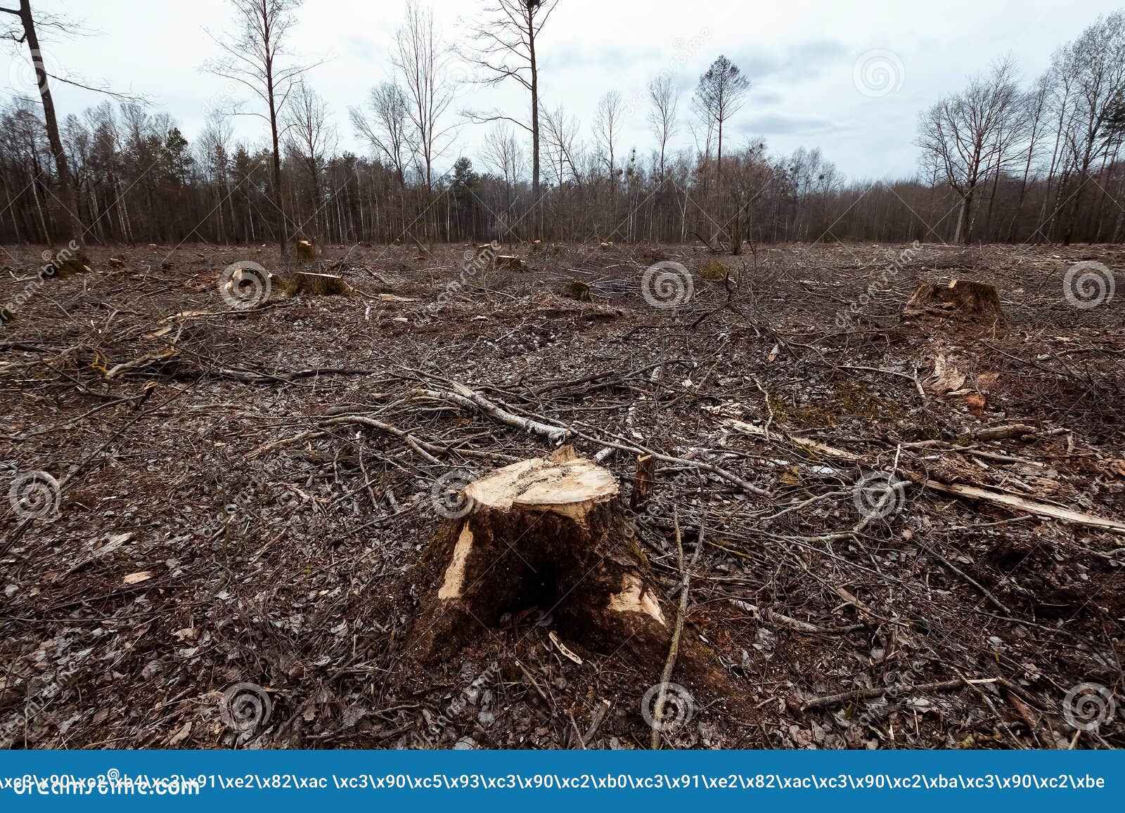Cutting Down Trees, Forest Destruction. Glade Stumps in the Forest ...