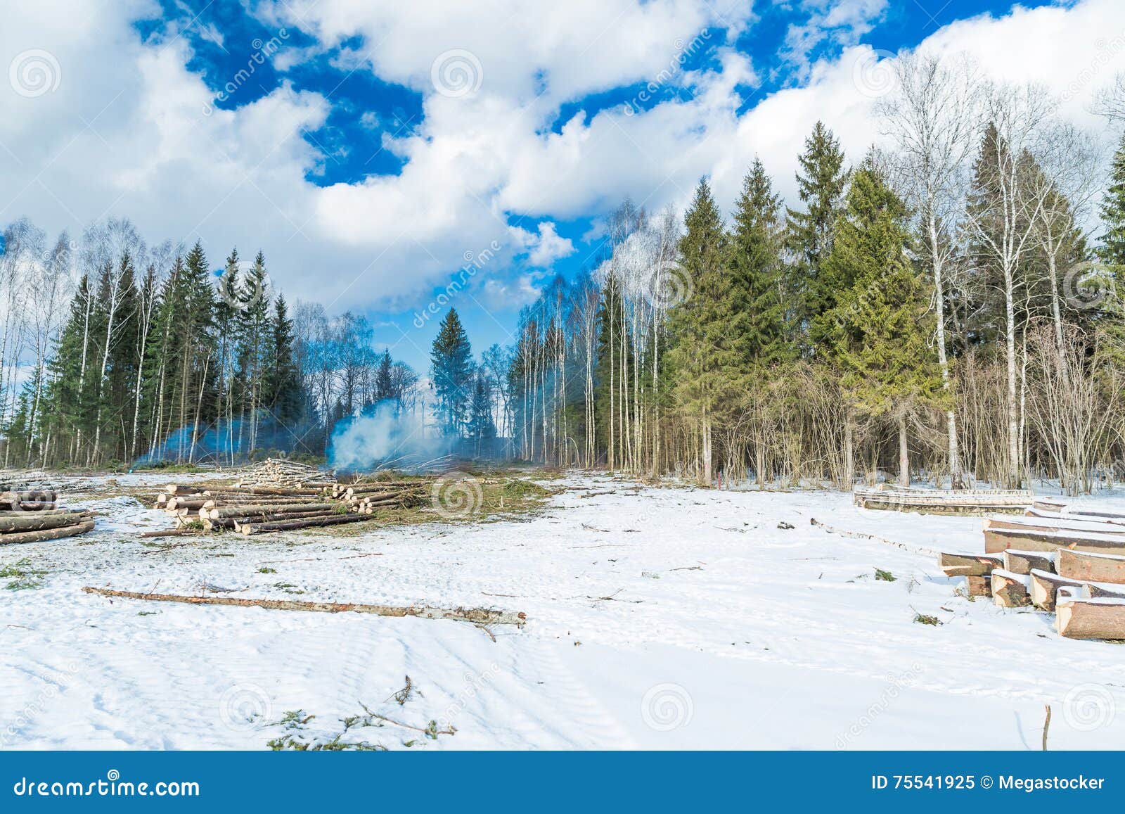 Cutting Down Trees in the Forest Stock Image - Image of deforestation ...