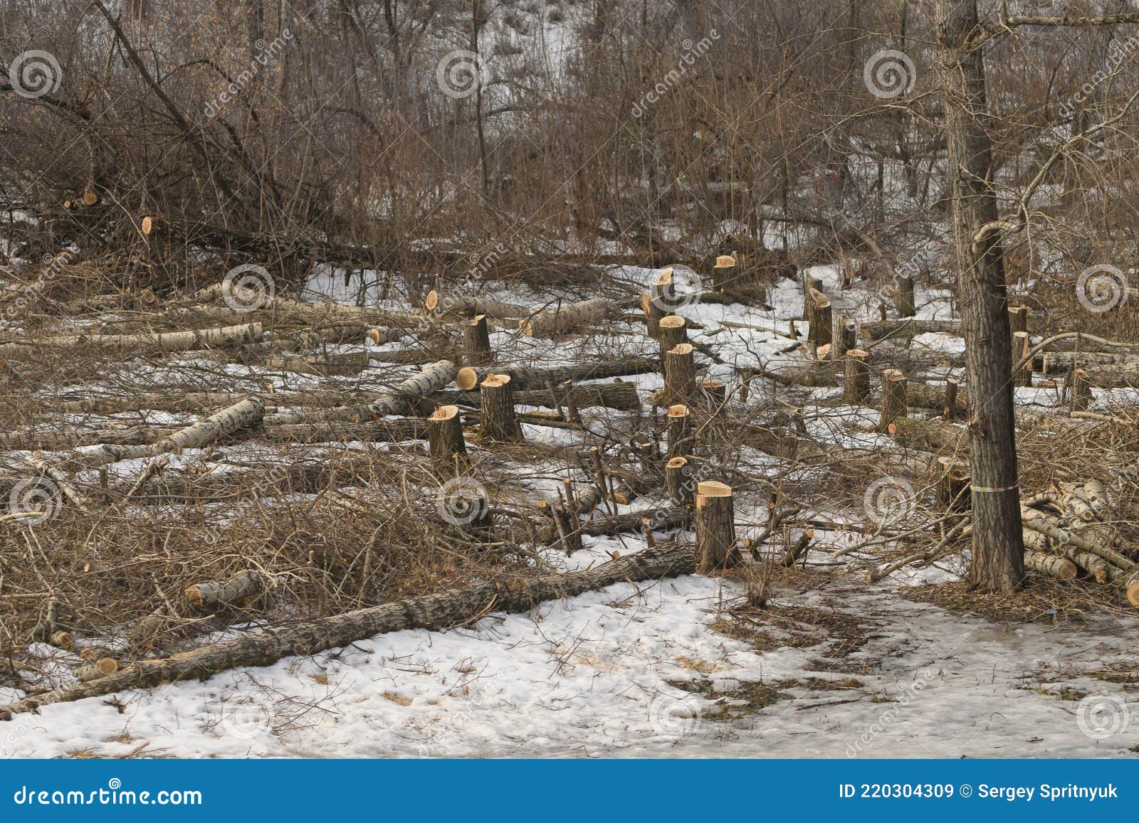Cutting Down Trees for Road Construction Stock Image - Image of nature ...
