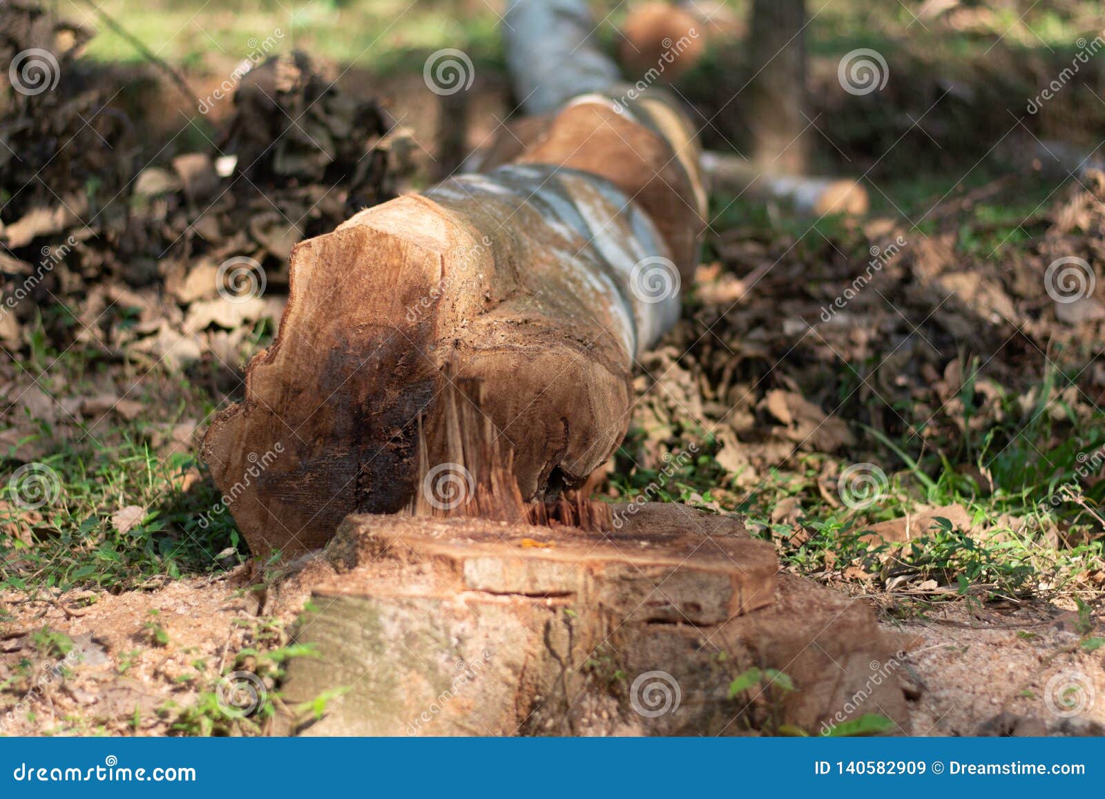 Cutting Down Trees in the Wild Leading To Reducing Oxygen Level and ... Cutting Down Trees in the Wild Leading To Reducing Oxygen Level and ...