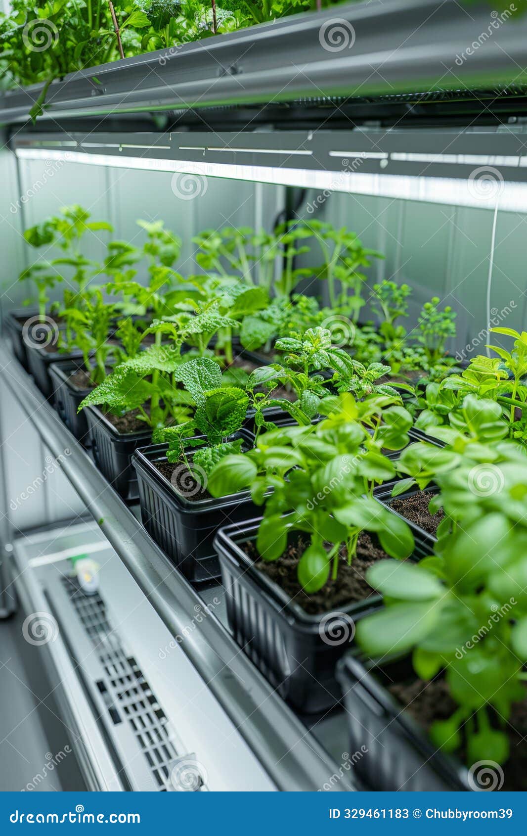 Cutting-edge Lab Showcases Hydroponic Greenery in Pots for Future ...