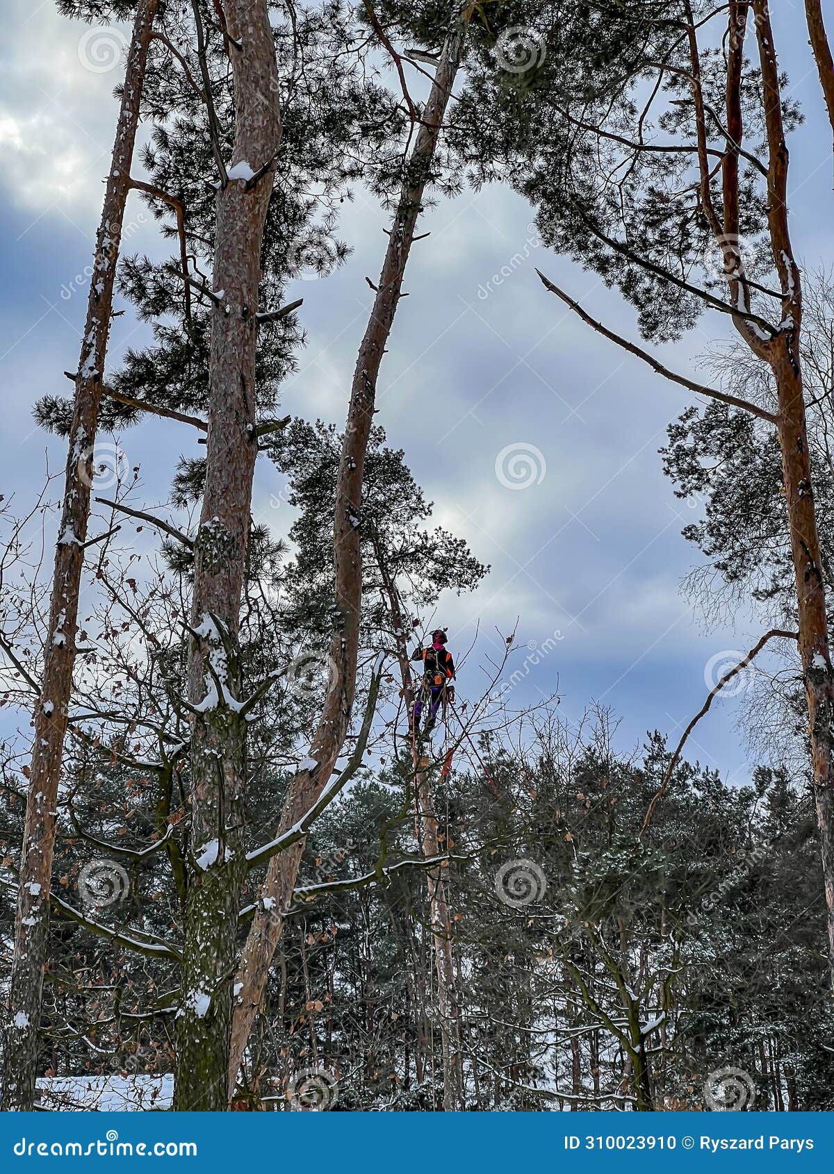 Cutting and Felling Trees Near Houses Using the Manual Climbing Method ...