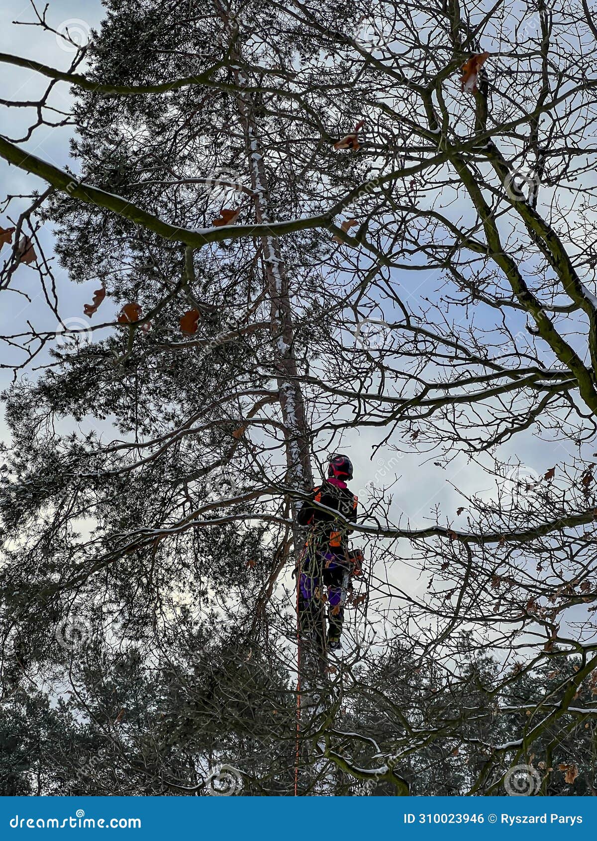 Cutting and Felling Trees Near Houses Using the Manual Climbing Method ...