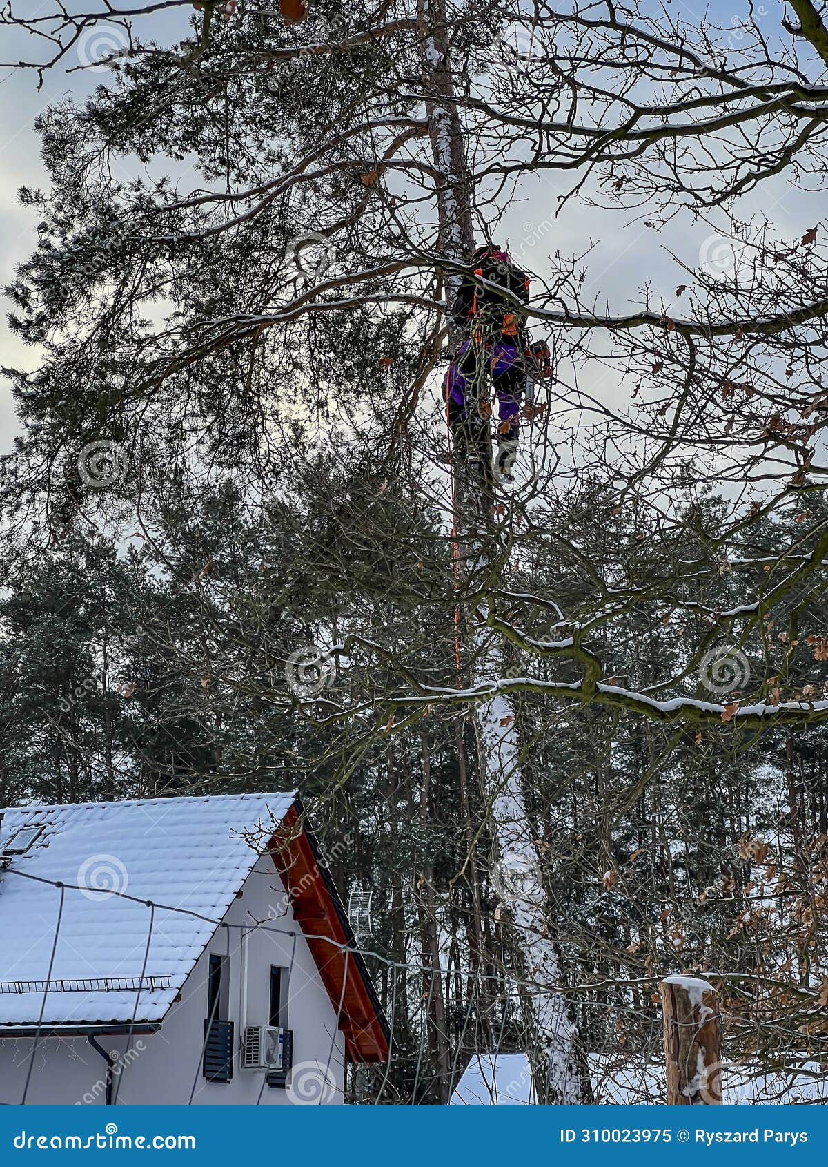 Cutting and Felling Trees Near Houses Using the Manual Climbing Method ...