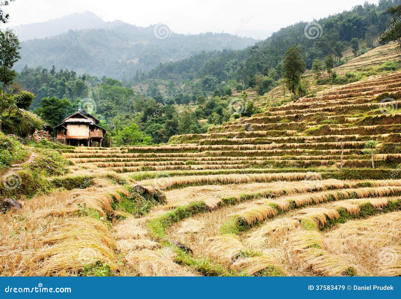 Cutting field of rice stock image. Image of agriculture - 37583479