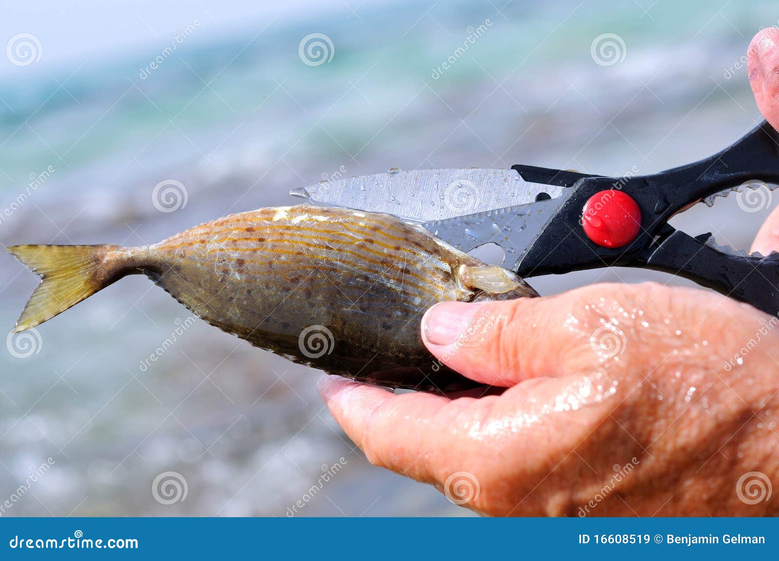 Cutting fish stock image. Image of healthy, hand, skin - 16608519