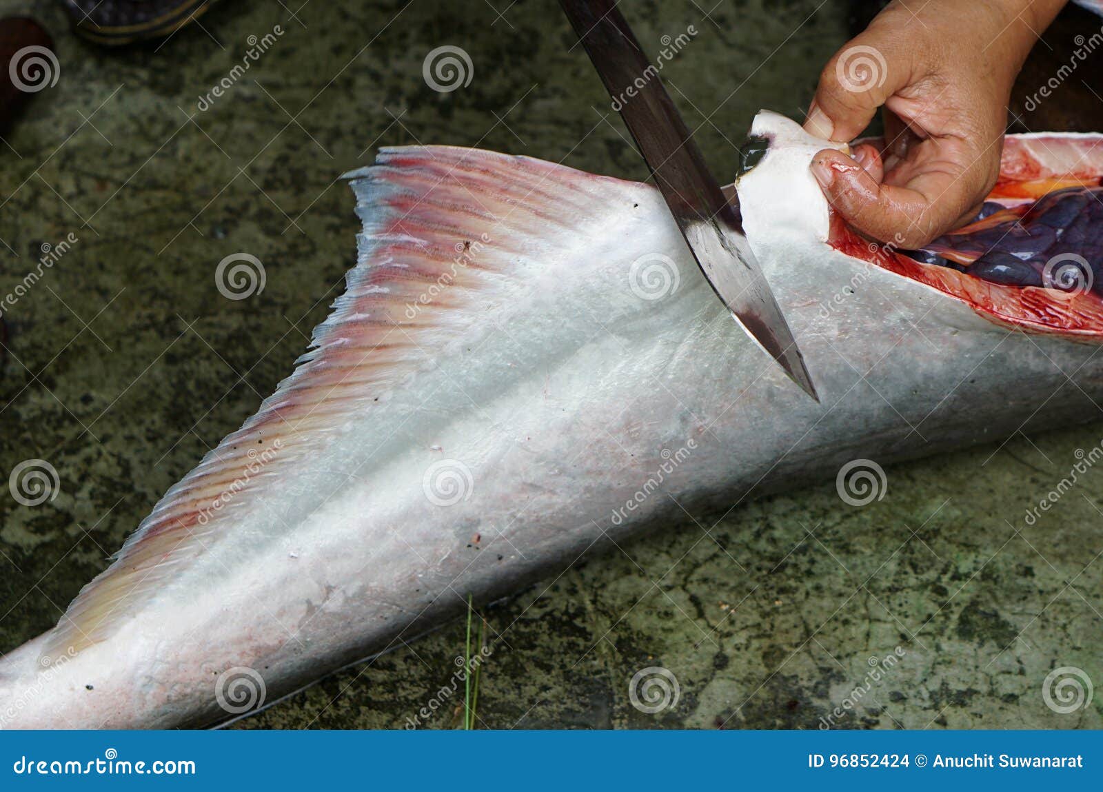 Cutting fish stock photo. Image of seafood, cutting, slicing - 96852424