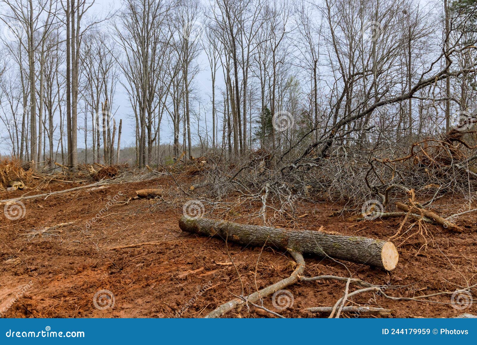Cutting Forest Tree during Land Clearing for New Residential ...