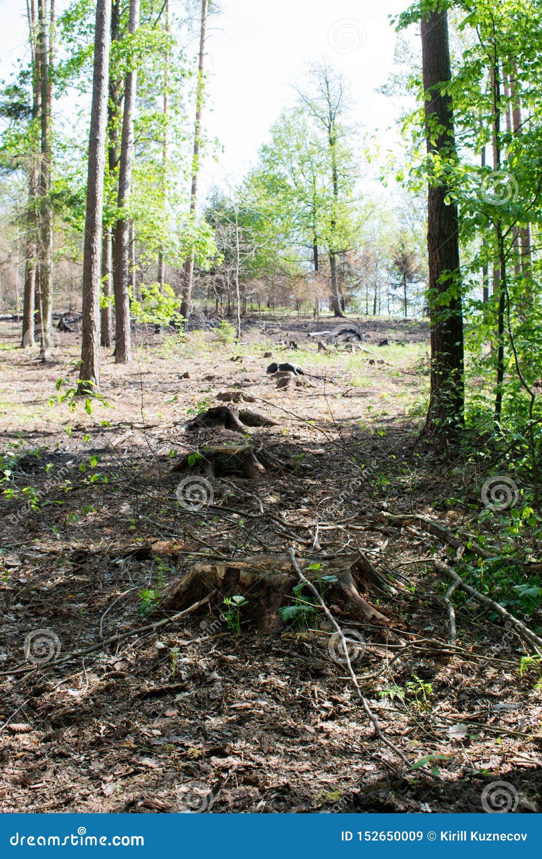 Cutting Forrest Trees Sunny Day Outside Save Planet Stock Image - Image ...