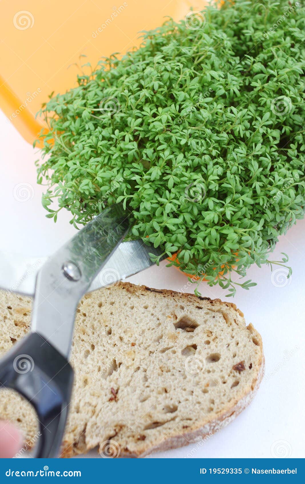 Cutting fresh cress stock image. Image of growth, delicious - 19529335