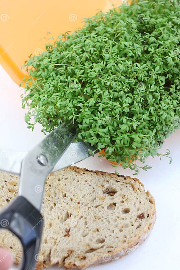 Cutting fresh cress stock image. Image of growth, delicious - 19529335