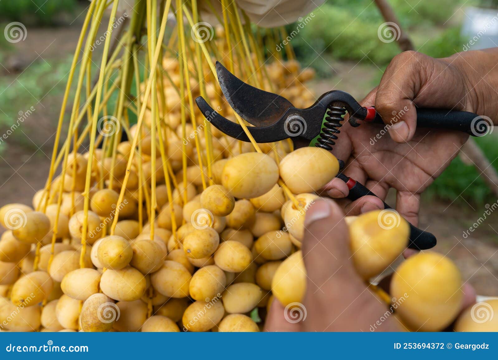 Cutting Fresh Dates Bunch Hanging from a Date Palm Tree Stock Photo ...