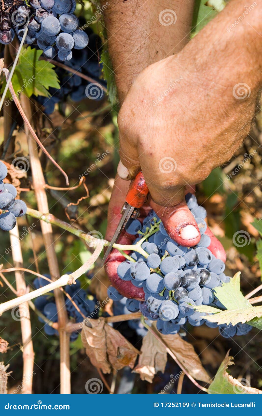 Cutting grapes stock image. Image of vino, vintager, harvest - 17252199