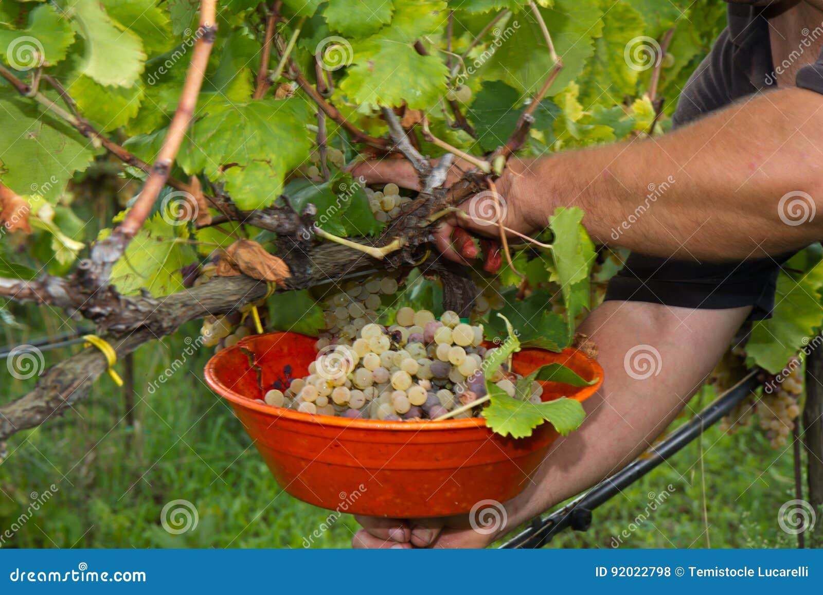 Cutting the grapes stock photo. Image of hands, field - 92022798
