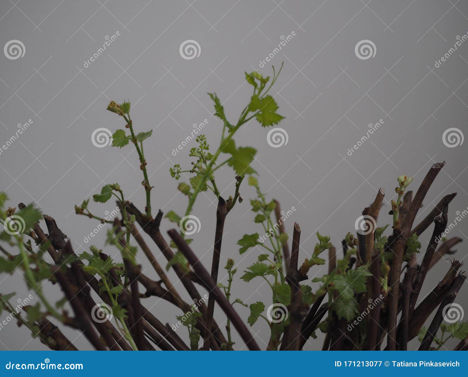 Cutting Grapes. New Processes on the Stalks of Grapes Stock Image ...