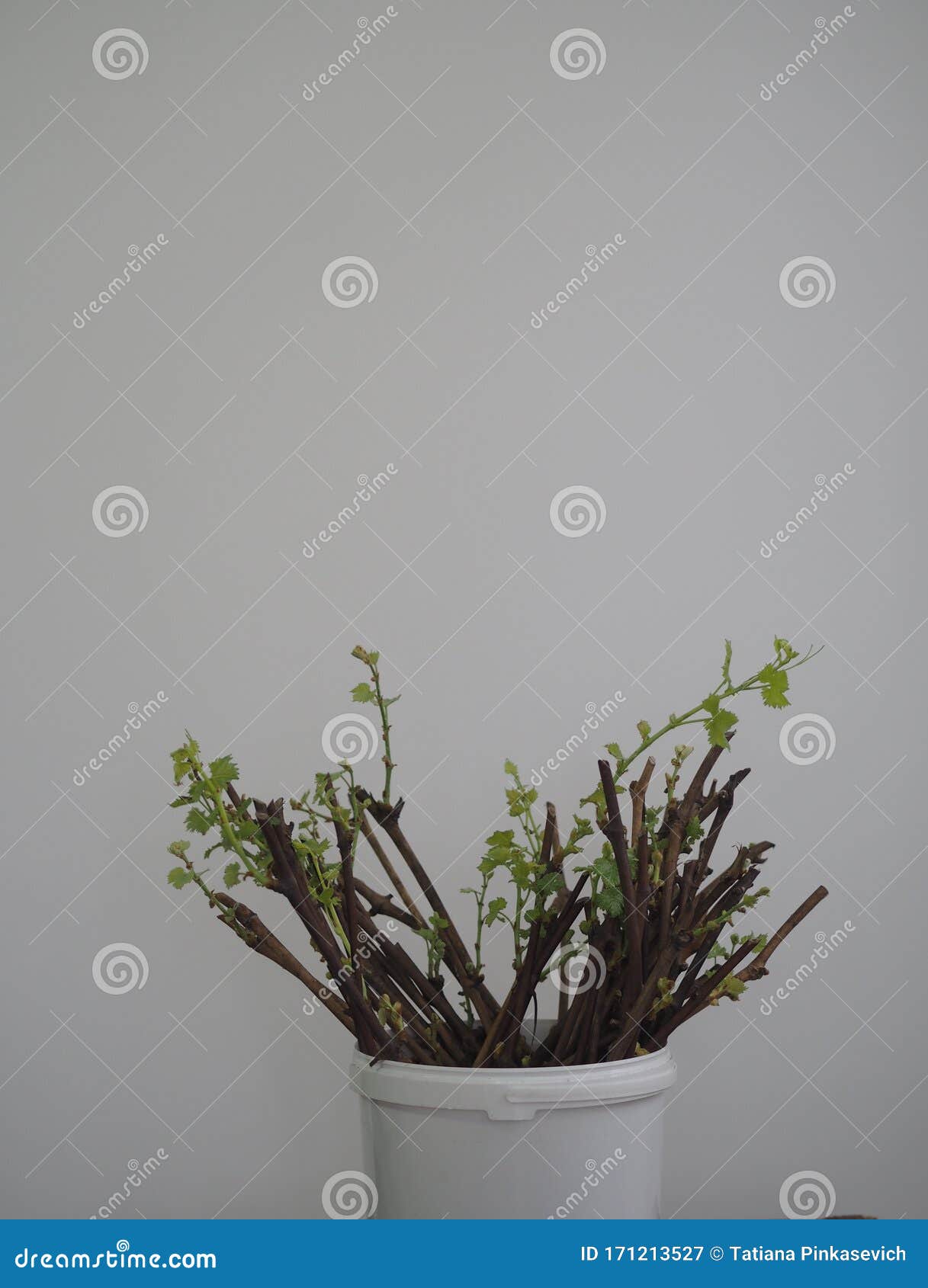 Cutting Grapes. New Processes on the Stalks of Grapes Stock Image ...