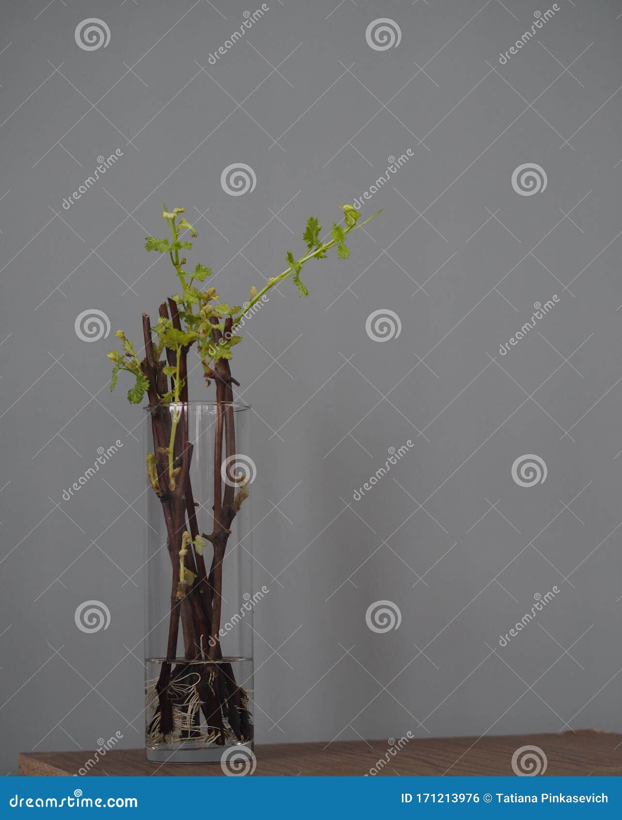 Cutting Grapes. New Processes on the Stalks of Grapes Stock Photo ...