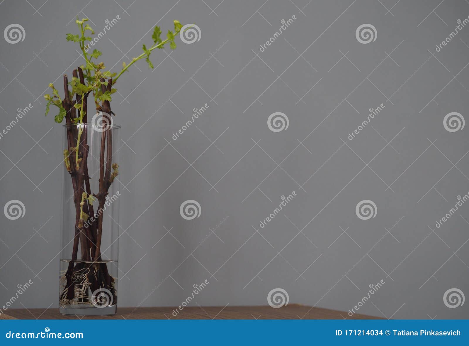 Cutting Grapes. New Processes on the Stalks of Grapes Stock Photo ...
