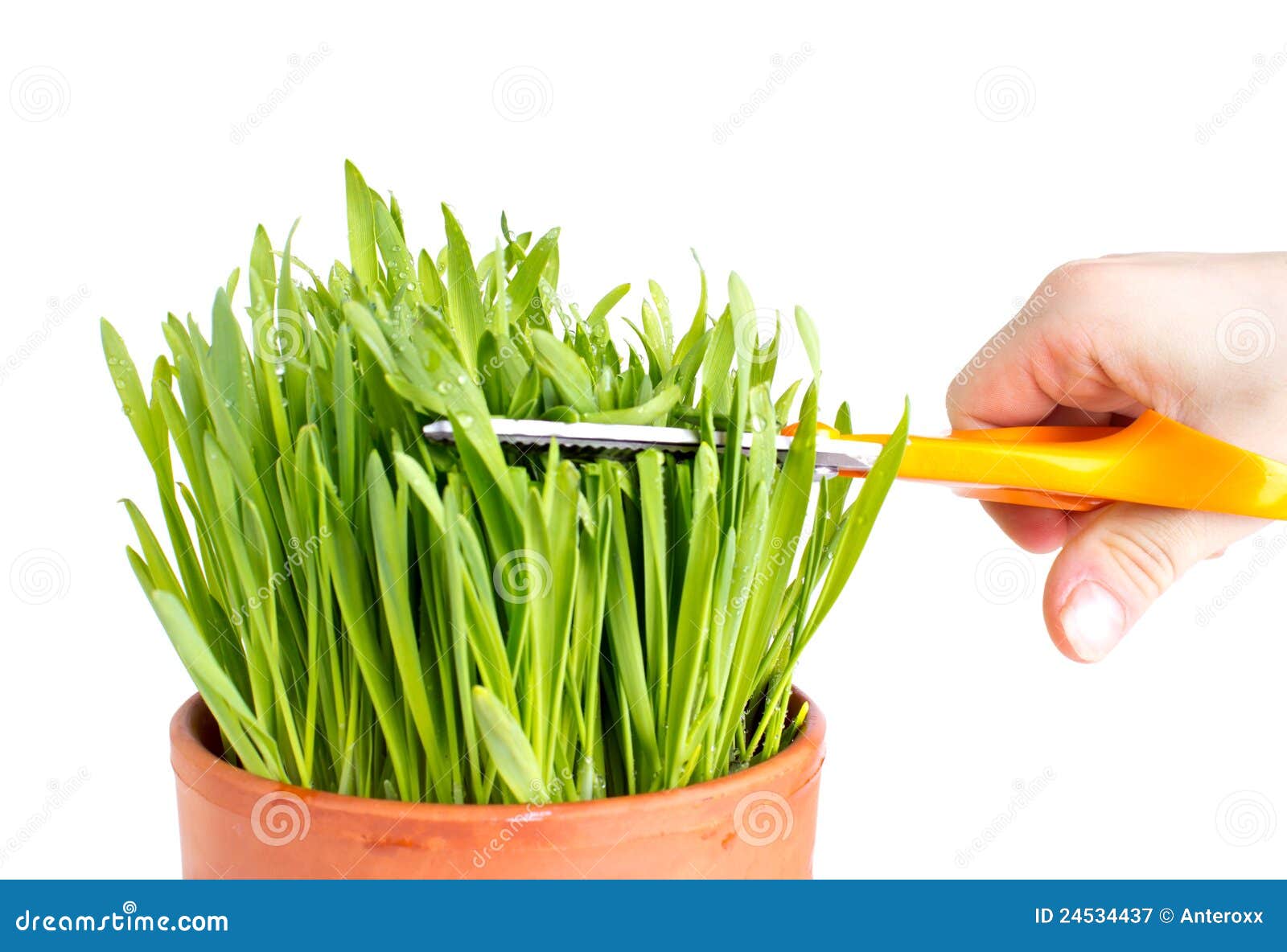 Cutting grass stock image. Image of hand, white, crass - 24534437