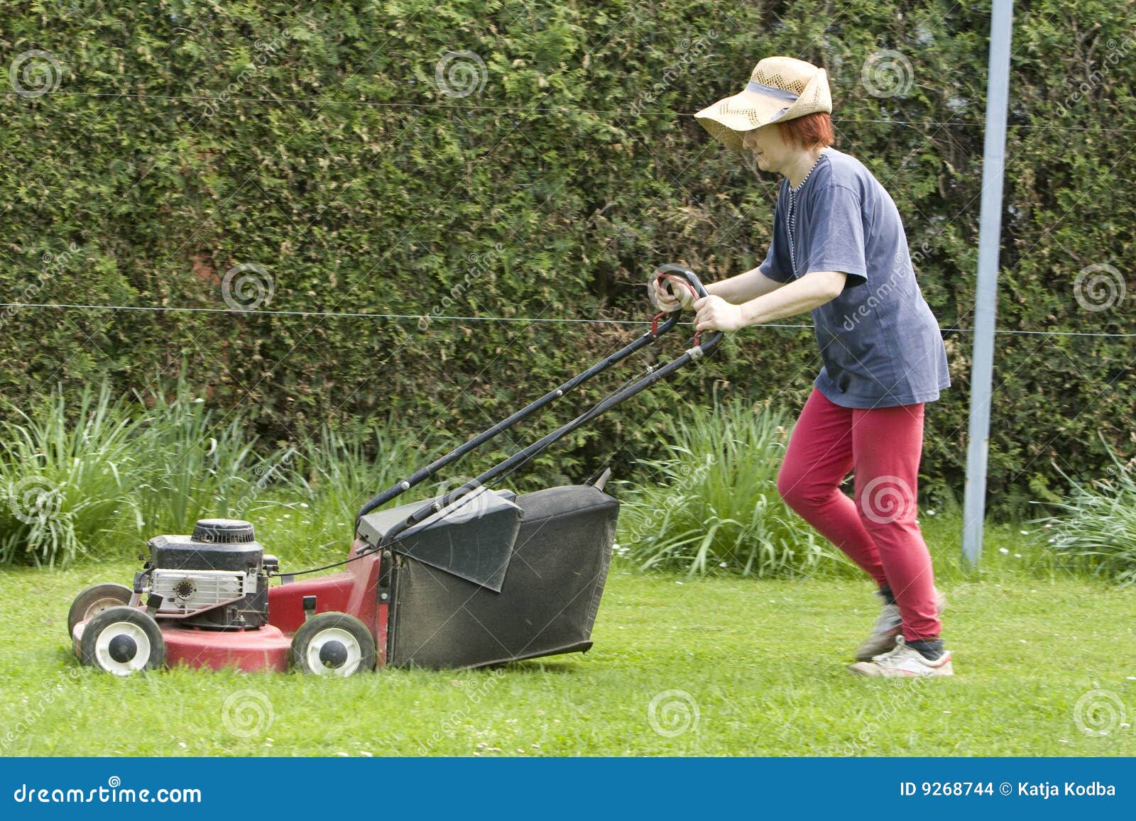 Cutting grass stock photo. Image of growth, clipper, cutting - 9268744