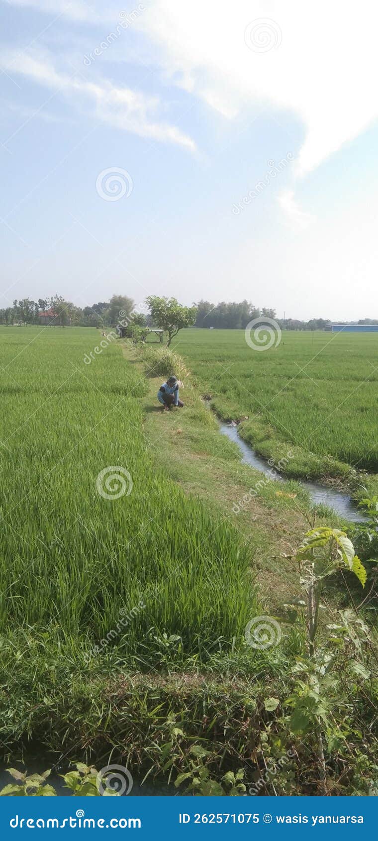 Cutting Grass for Feeding Cows Stock Image - Image of feeding, cuttibg ...