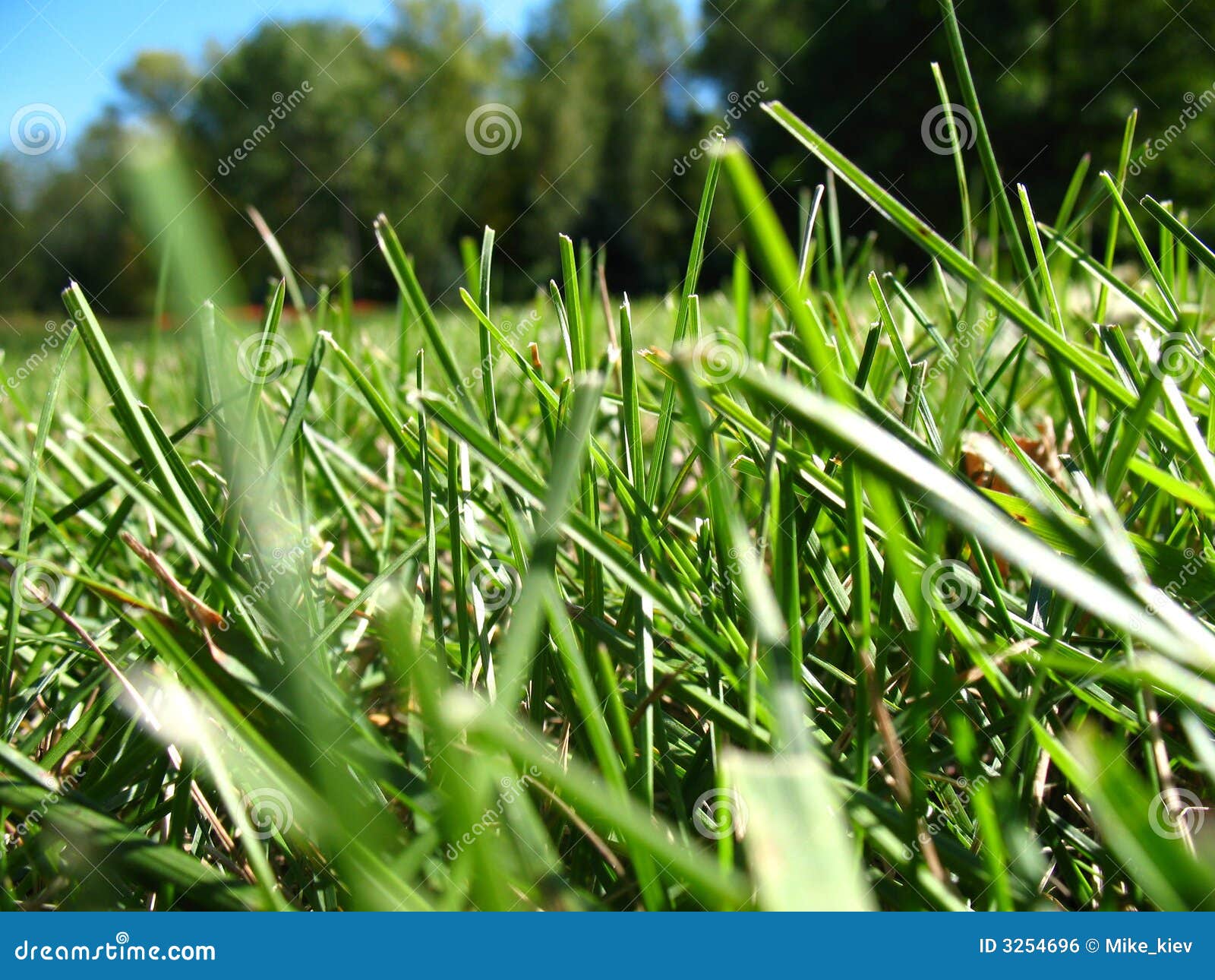 Cutting grass lawn stock photo. Image of macro, environmental - 3254696