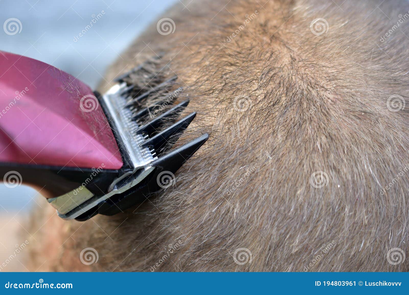Cutting the Hair of a Man`s Head with an Electric Machine Stock Image ...