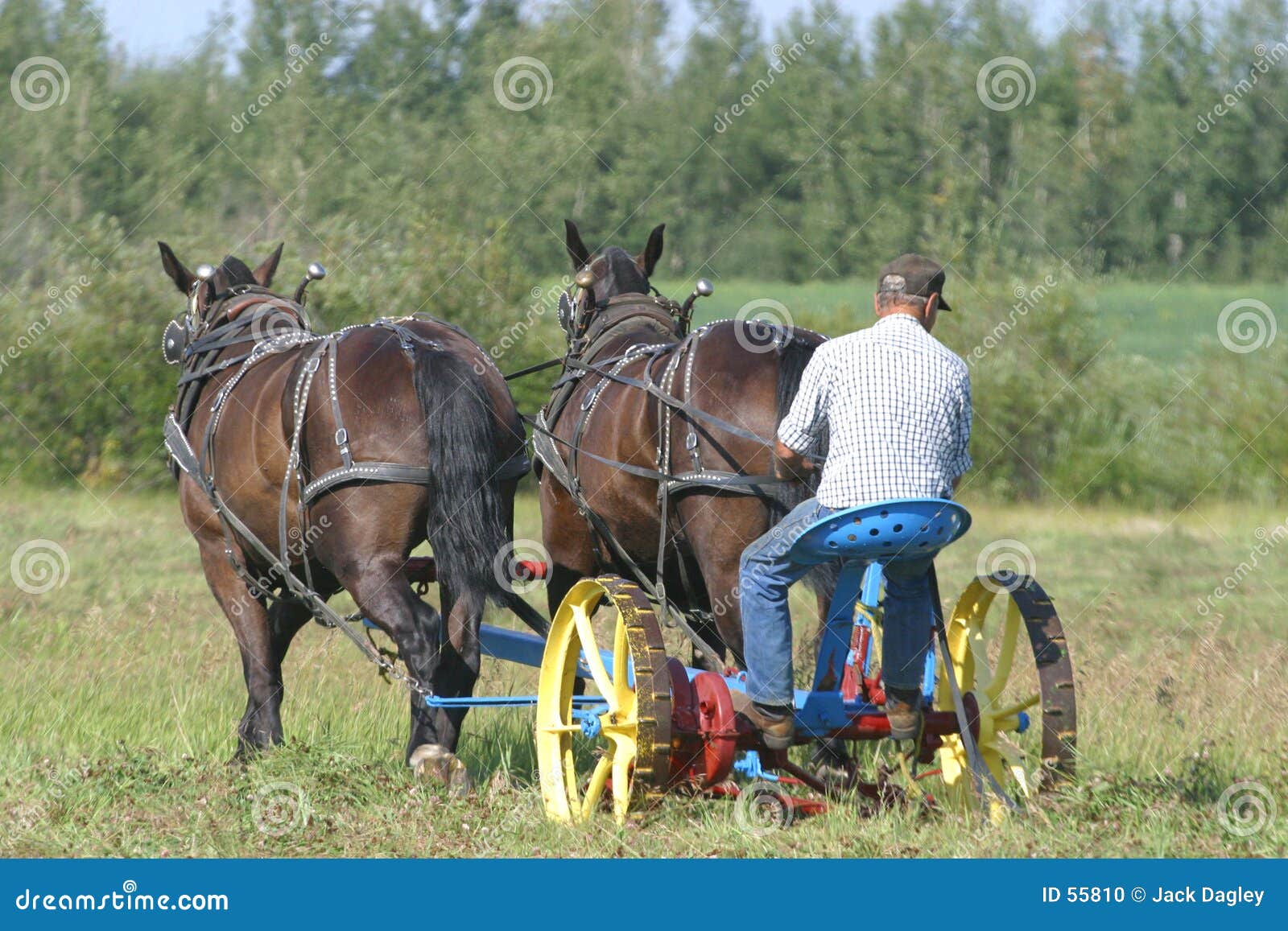 Cutting hay 3 stock photo. Image of oldtime, labourers, cutting - 55810