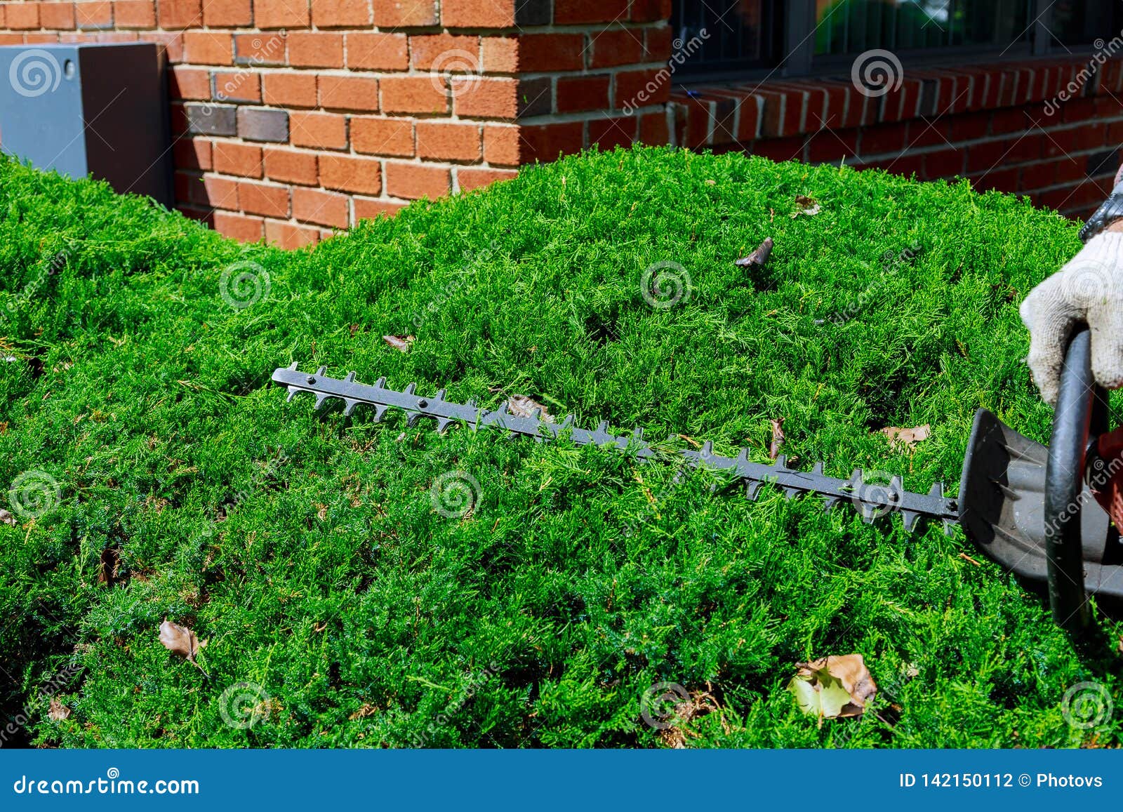 Cutting a Hedge with Hedge Trimmer. Selective Focus Stock Photo - Image ...
