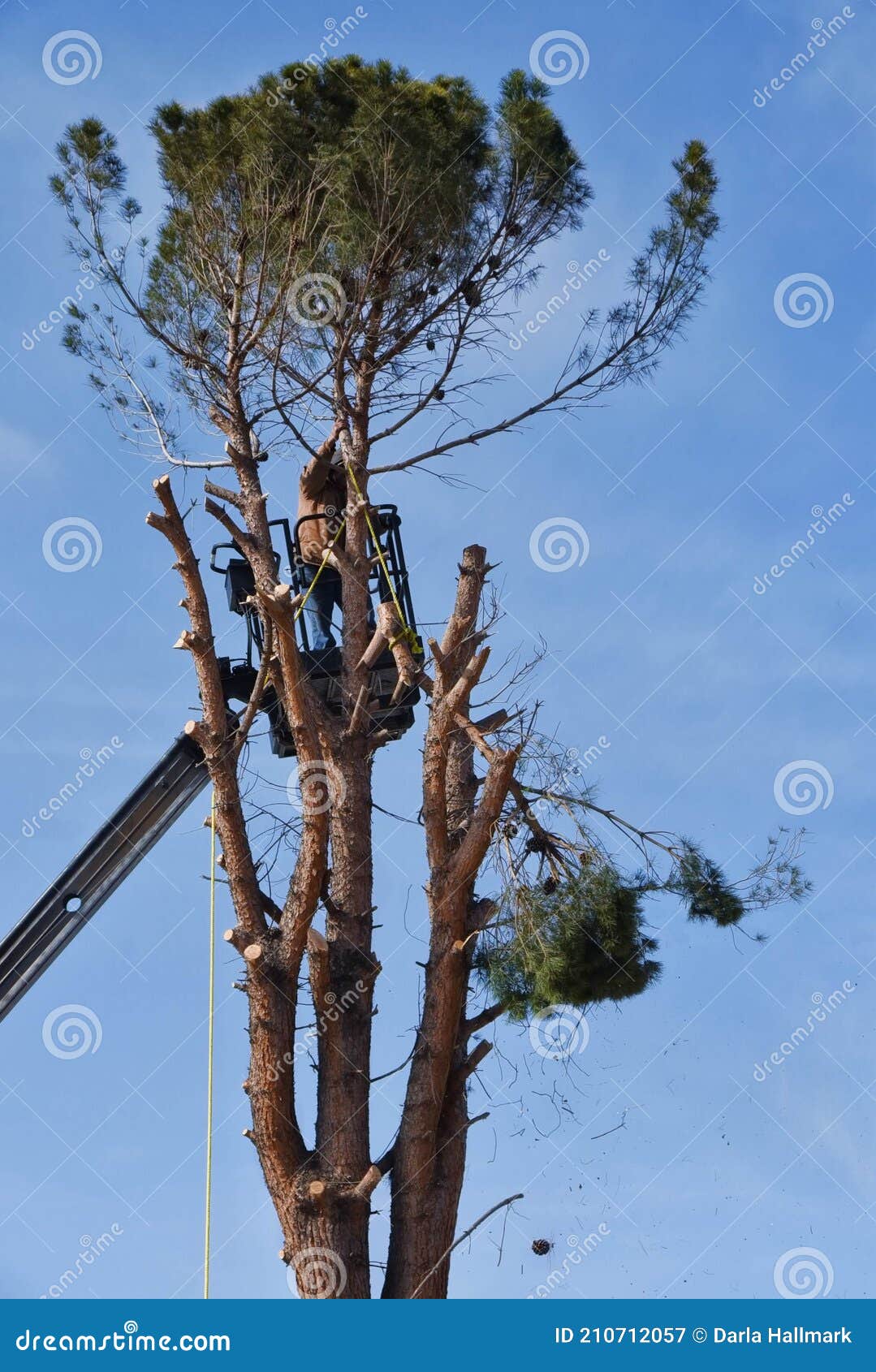 Cutting a Huge Tree with Special Equipment Stock Image - Image of ...
