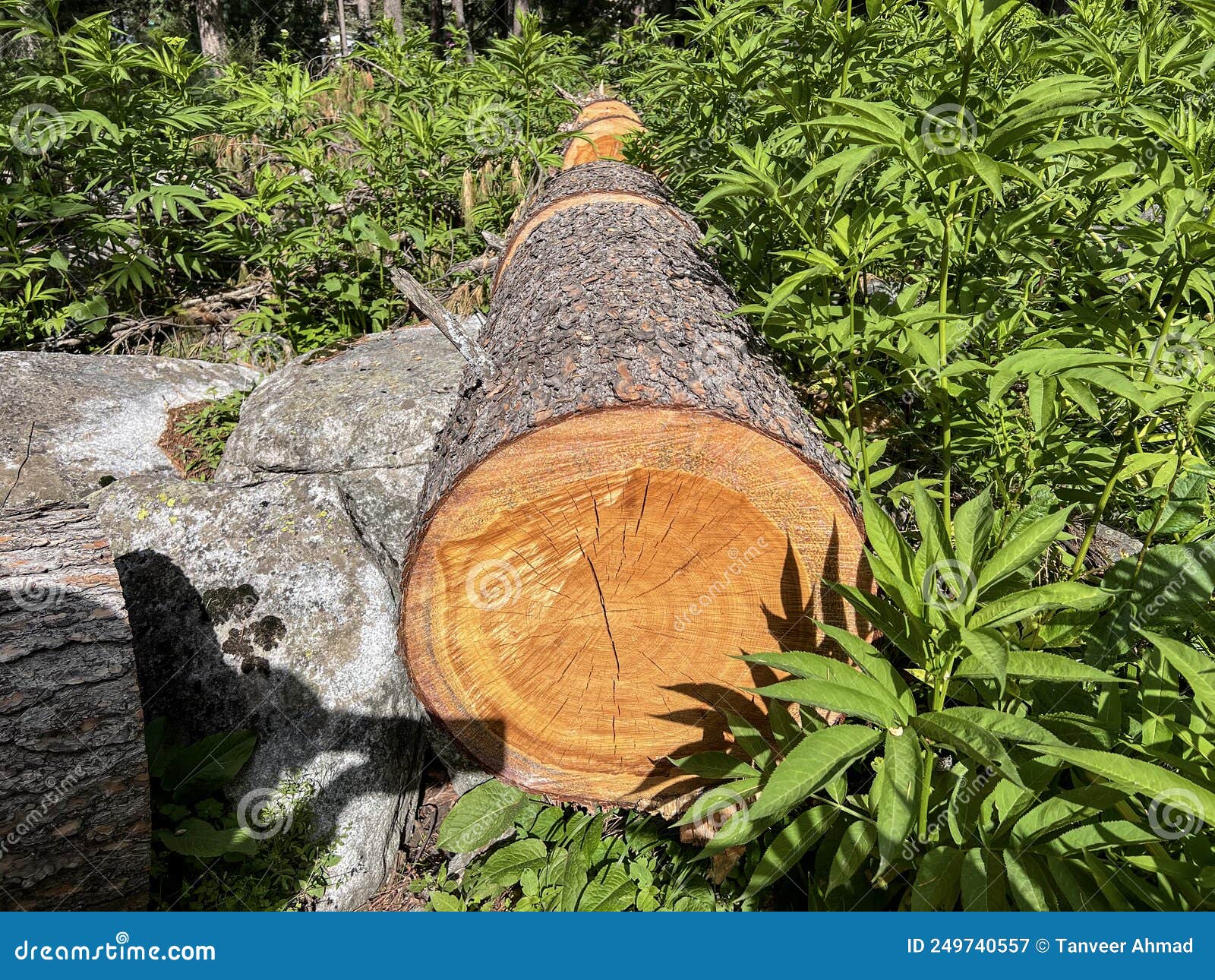 Cutting Jungle Trees into Pieces - Environmental Crises Concept Stock ...