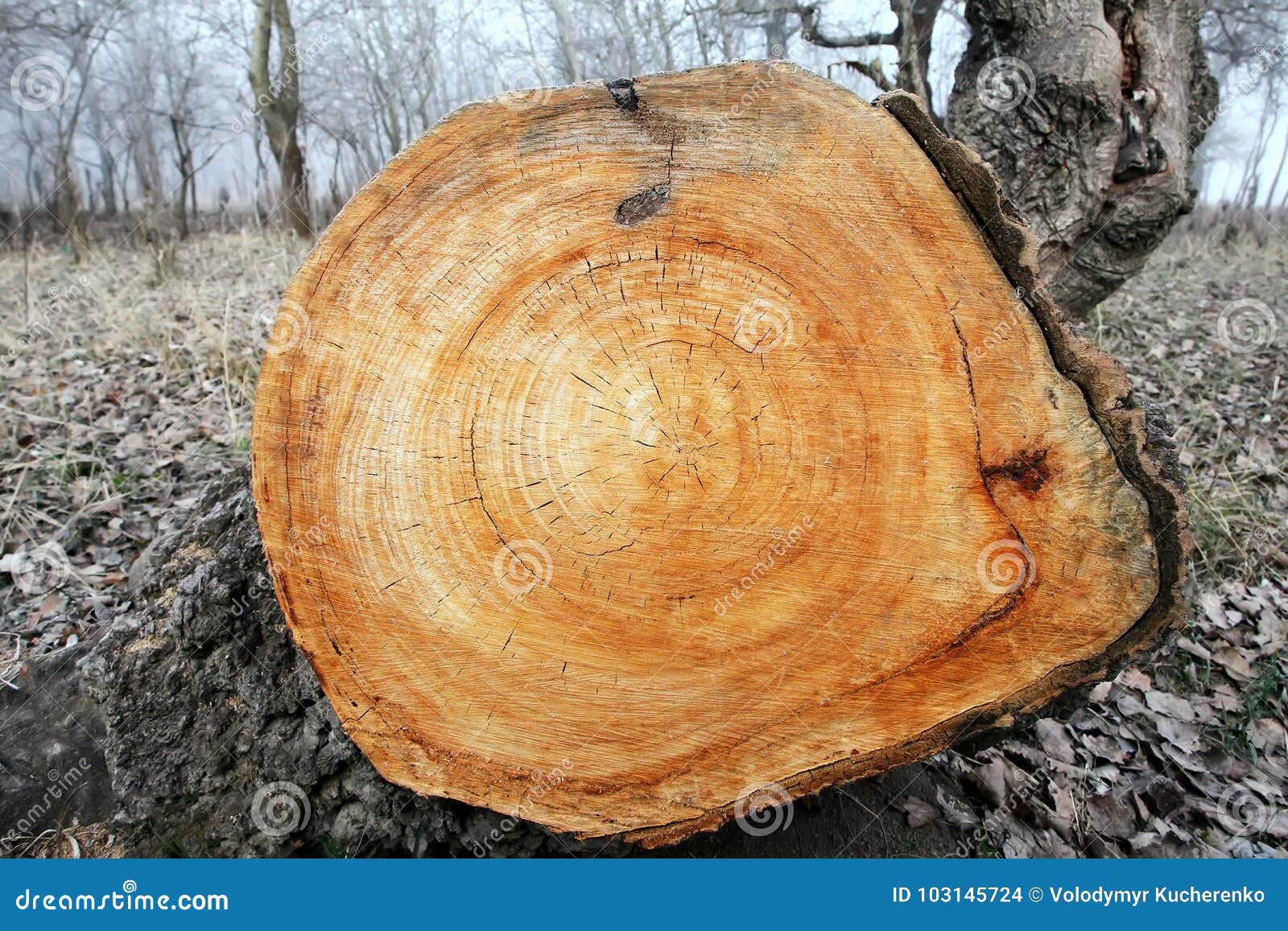 Cutting of a Large Log Close-up with Year Rounds Stock Photo - Image of ...