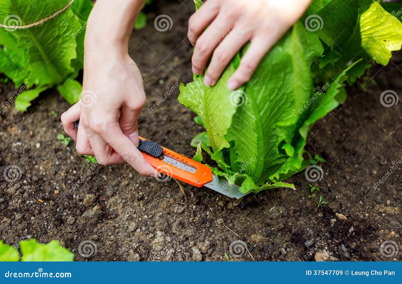 Cutting Lettuce with a Cutter Stock Image - Image of manure ...