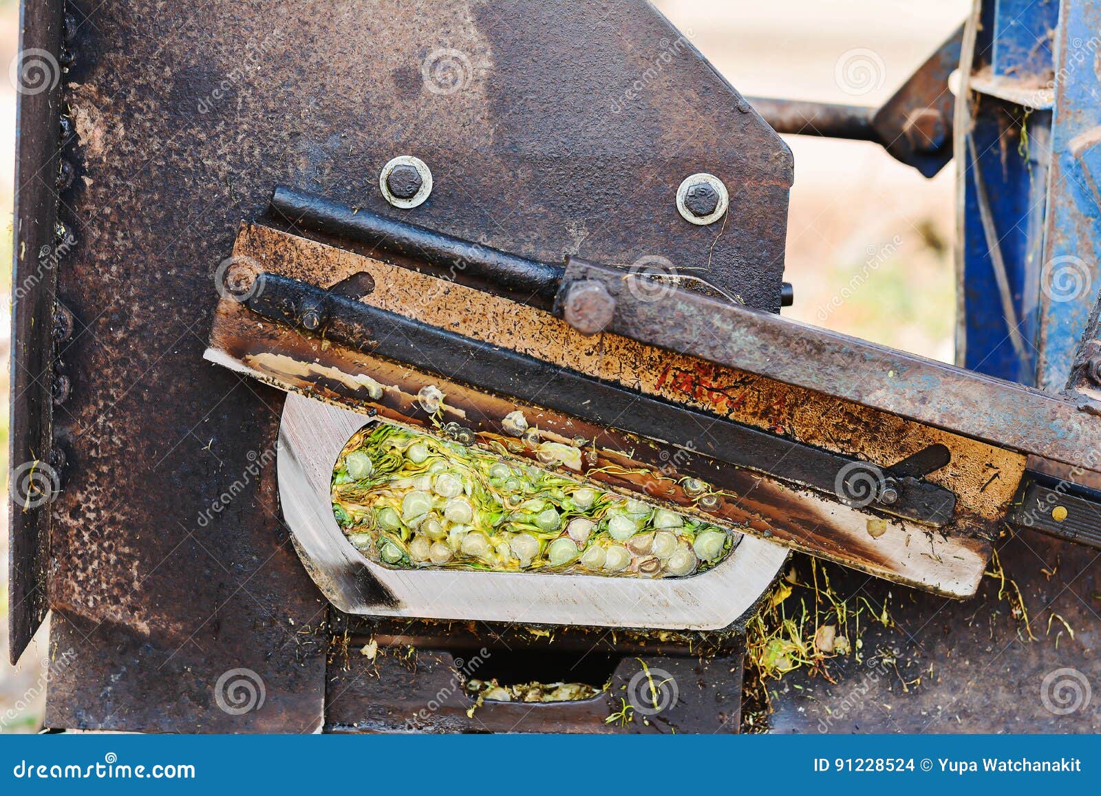 Cutting Machine Cutting Dry Tobacco Leaves Stock Photo - Image of dried ...