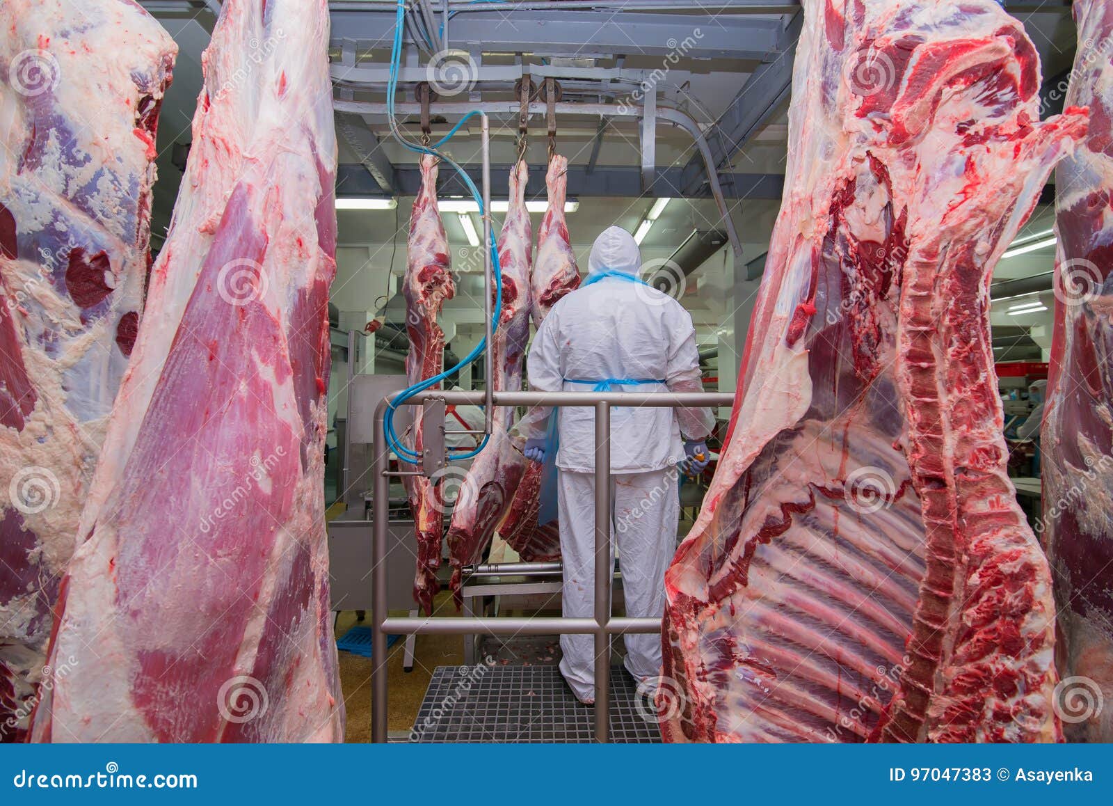 Cutting Meat Slaughterhouse Workers in a Meat Factory. Stock Image ...