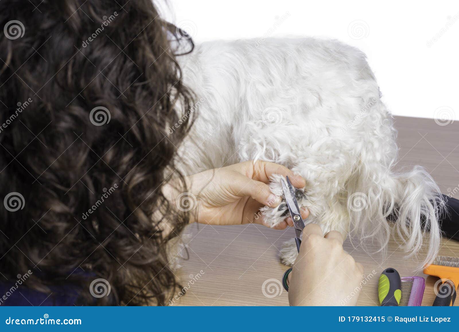 Cutting pet nails. stock image. Image of bichon, razor - 179132415