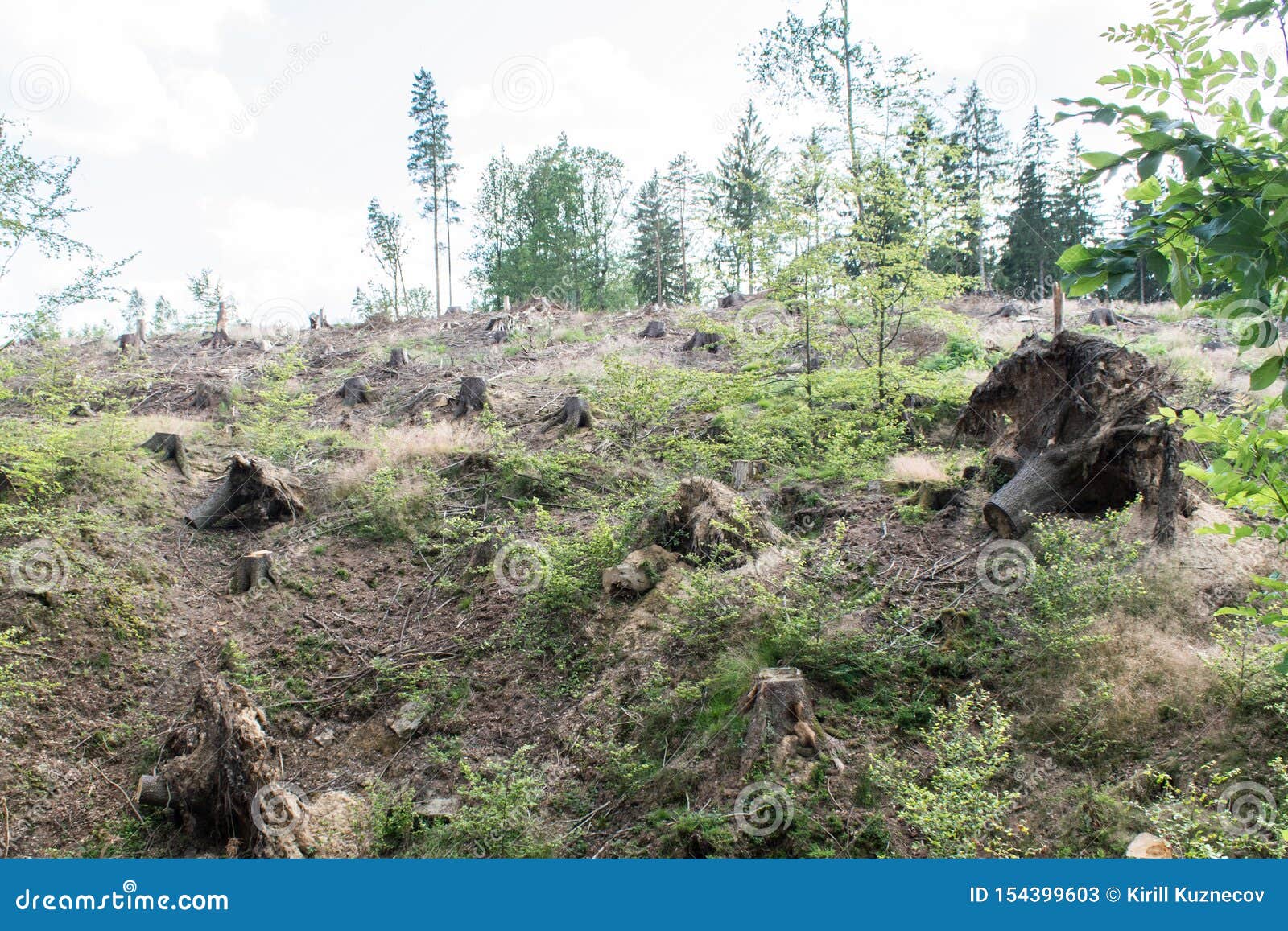 Cutting Off Trees Forrest Sunny Day Stock Image - Image of lumber ...