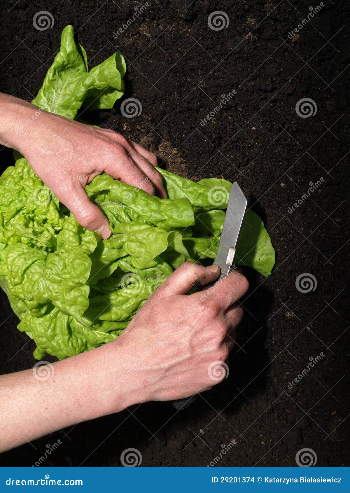 Cutting out lettuce stock photo. Image of close, soil - 29201374