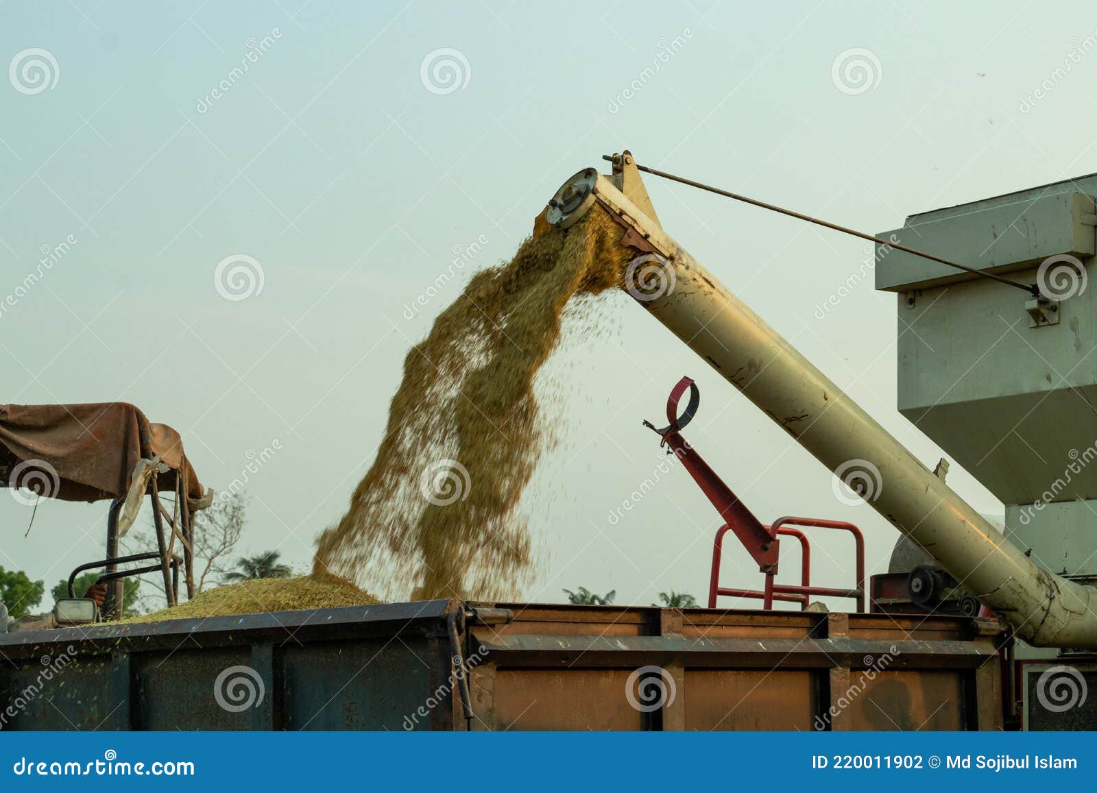 Cutting Paddy and Store or Package Automatically with the Vehicle Stock ...